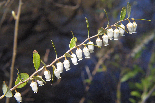 Leatherleaf | Project Noah