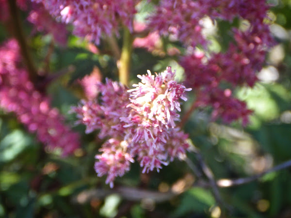 Pink Astilbe (or False Spiraea) | Project Noah