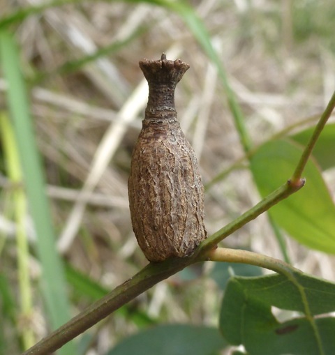 Scale gall on eucalyptus | Project Noah
