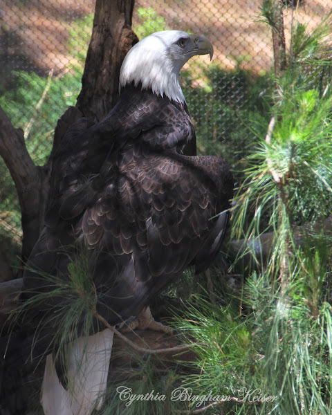 Bald Eagle | Project Noah