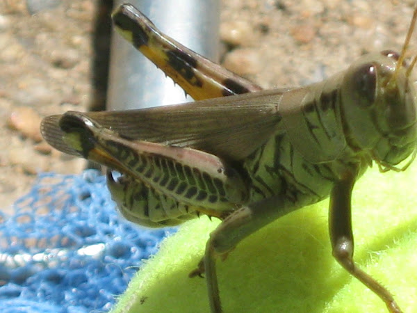 Differential Grasshopper | Project Noah