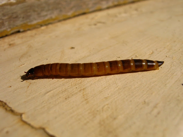 Click Beetle Larvae | Project Noah