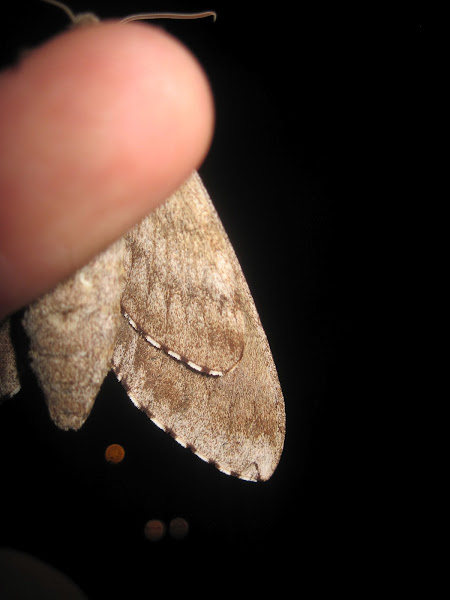 Waved Sphinx Moth | Project Noah