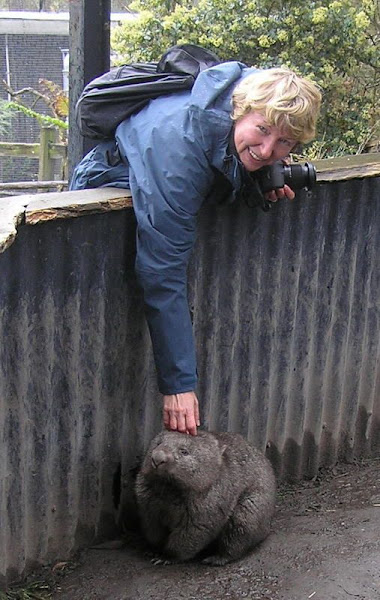 Wombat | Project Noah