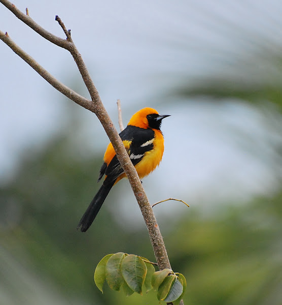 Hooded Oriole | Project Noah
