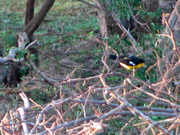 Common Iora | Project Noah