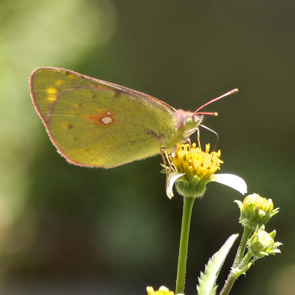 Himalayan Dark Clouded Yellow (female) | Project Noah