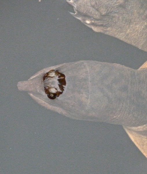 Florida softshell turtle | Project Noah