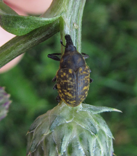 Canada Thistle Bud Weevil | Project Noah