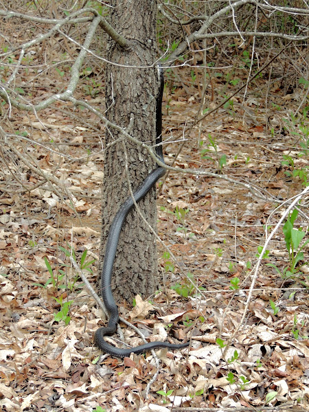 Black rat snake | Project Noah