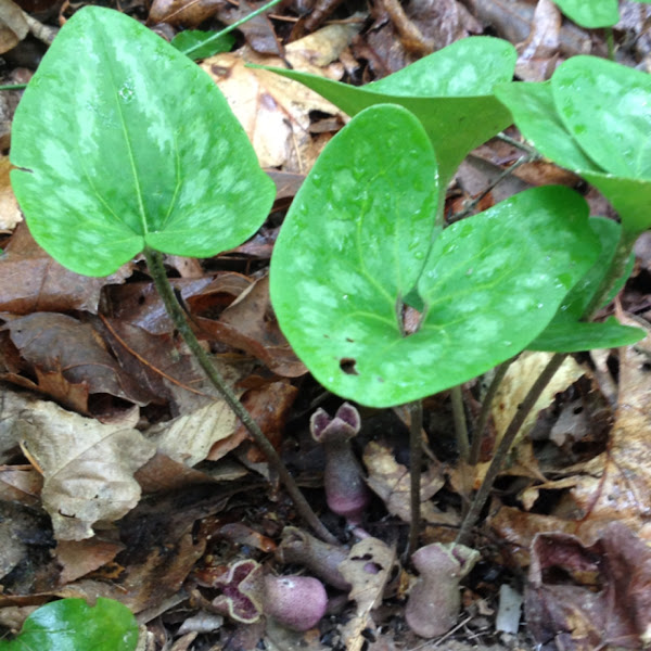 arrowleaf ginger | Project Noah