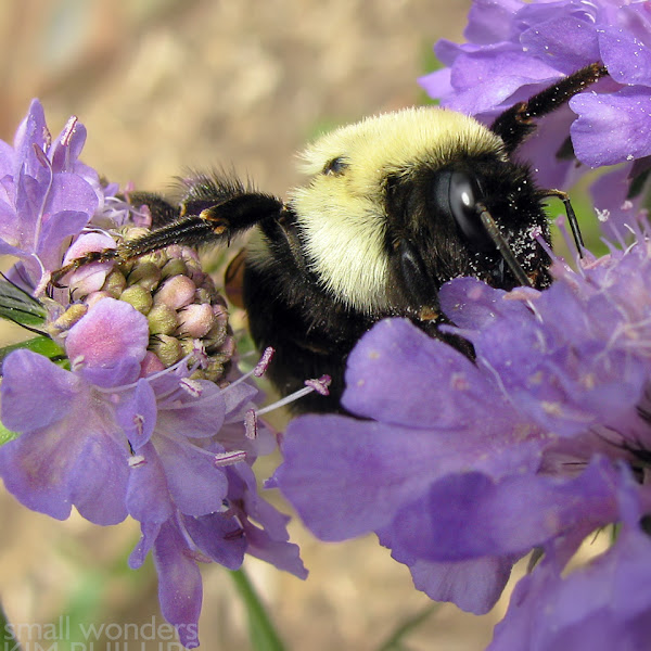 Common Eastern Bumble Bee - queen | Project Noah