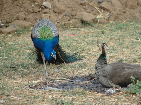 Indian Peafowl | Project Noah