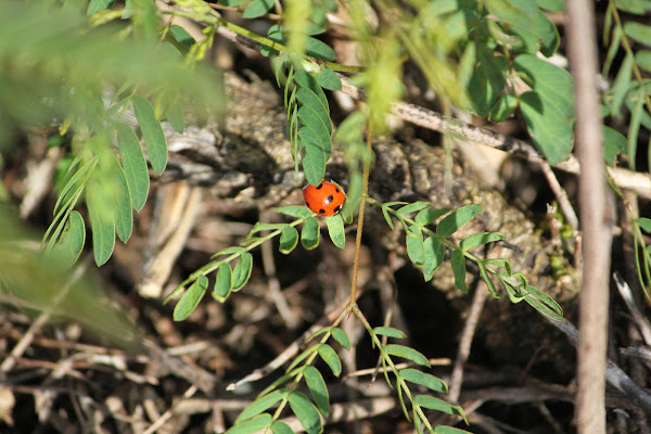 Seven-Spotted Ladybug | Project Noah