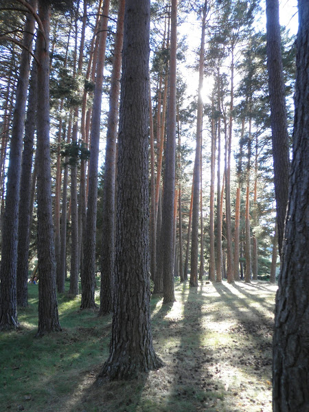 Pino de Valsaín. Scots pine | Project Noah