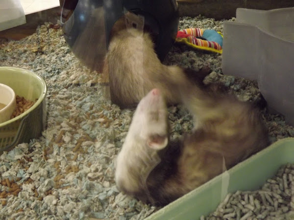 Ferret | Project Noah