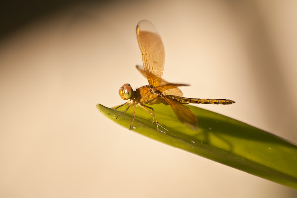 dragonfly | Project Noah