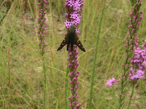 Long-tailed Skipper | Project Noah