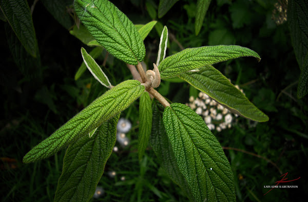 Leatherleaf Viburnum | Project Noah