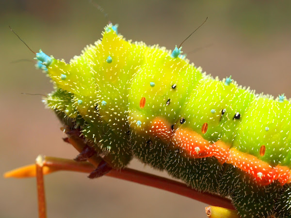 Helena Gum Moth Caterpillar | Project Noah