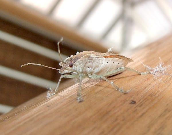 Brown Marmorated Stink Bug | Project Noah