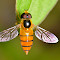 Hoverfly | Project Noah