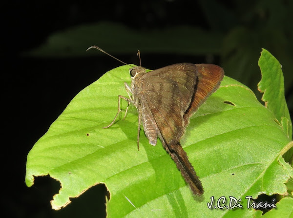 Skipper | Project Noah