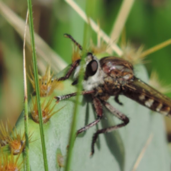 Robber Fly | Project Noah