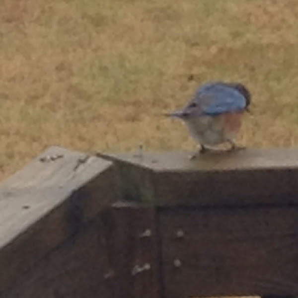 Blue bird | Project Noah