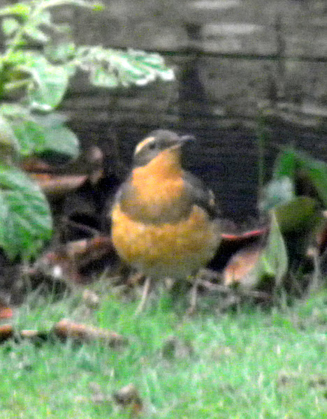 Varied Thrush | Project Noah