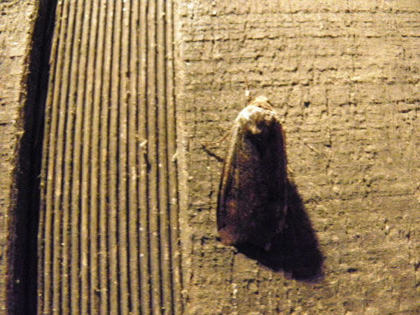 yellow underwing | Project Noah