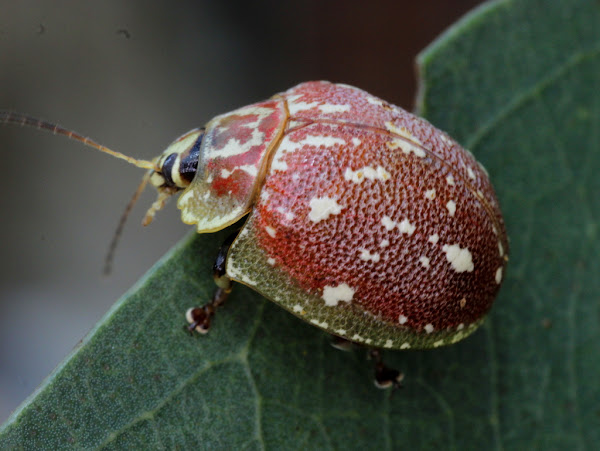 leaf beetle | Project Noah