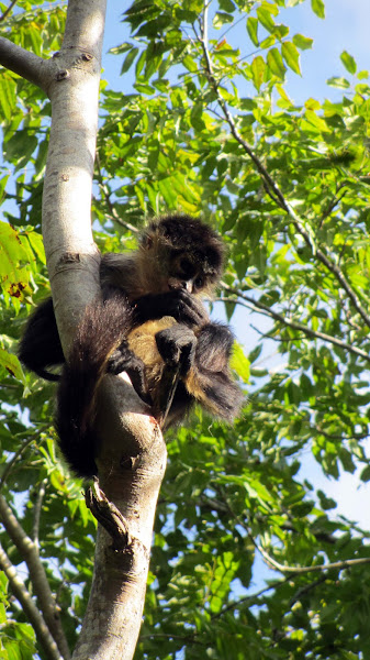 Geoffroy's spider monkey | Project Noah