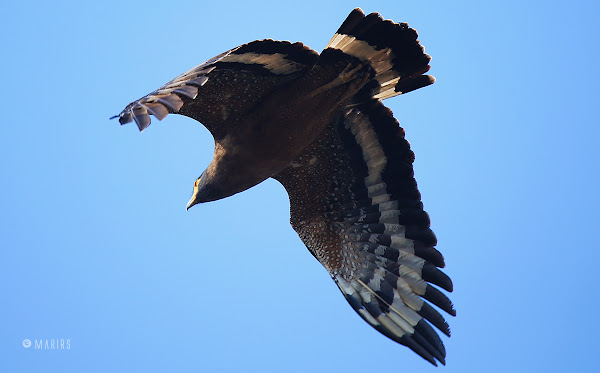 Crested serpent eagle | Project Noah