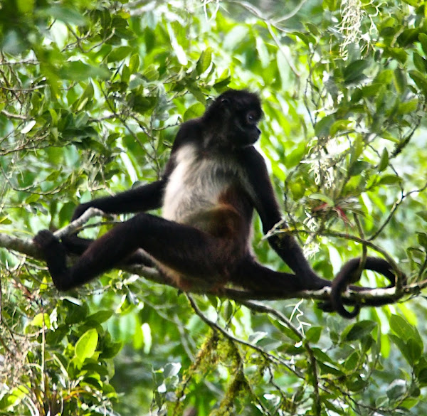 Geoffroy's Spider Monkey | Project Noah