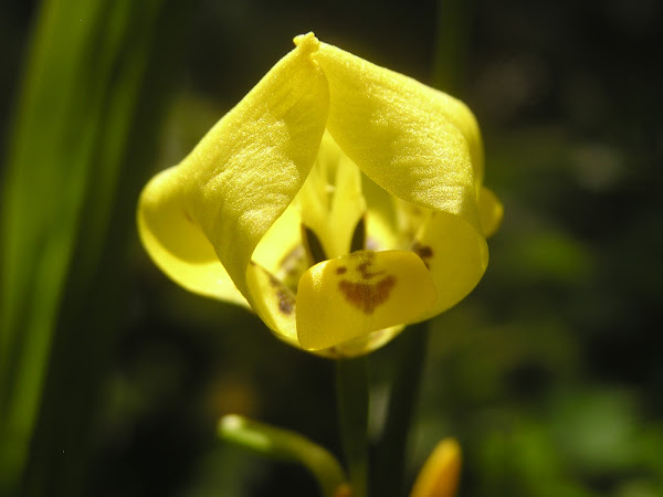 Walking Iris | Project Noah