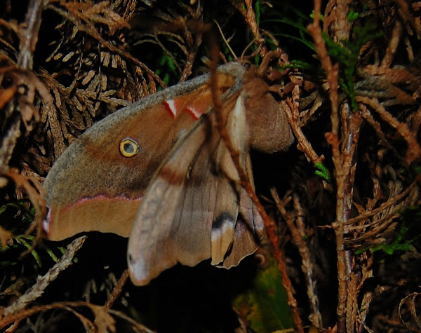 Polyphemus Moth | Project Noah