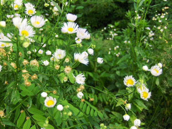 Eastern Daisy Fleabane/Enoletna suholetnica | Project Noah