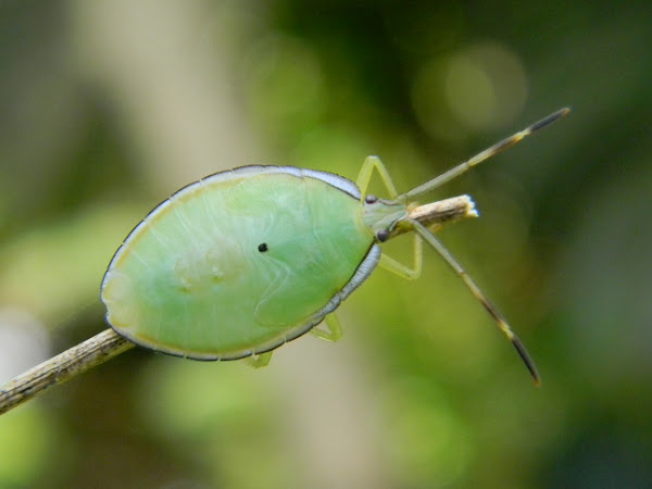 stink / shield bug nymph | Project Noah