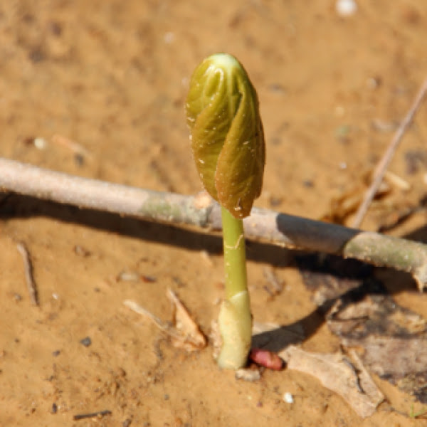 Mayapple | Project Noah