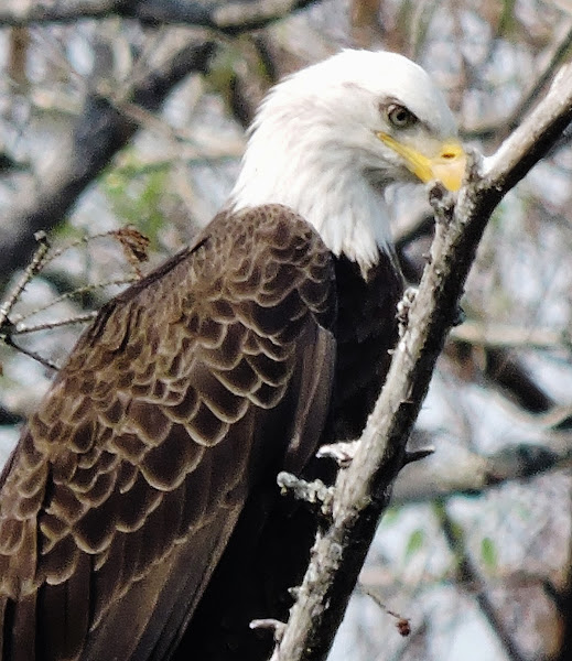 Bald eagle | Project Noah