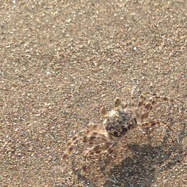 Ghost Crab | Project Noah