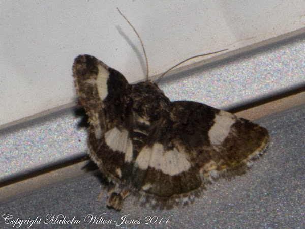 Four-spotted Moth | Project Noah