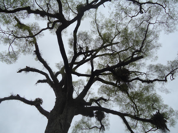 Jequitibá Tree | Project Noah