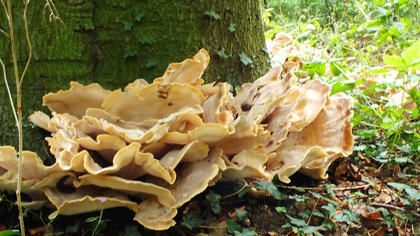 Giant polypore | Project Noah