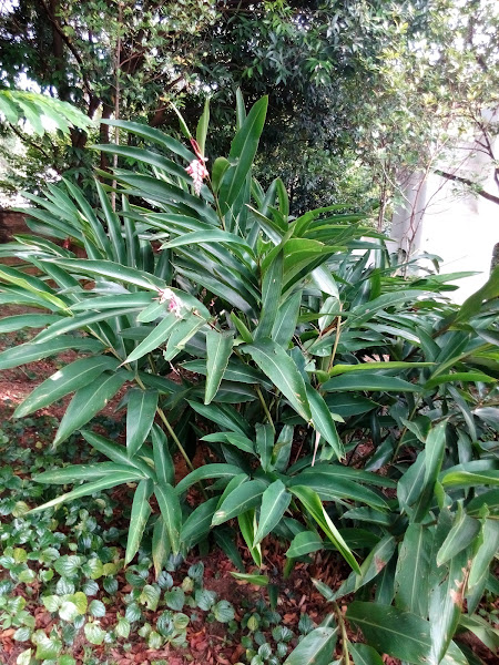 Pink Porcelain Lily, Shell Ginger | Project Noah