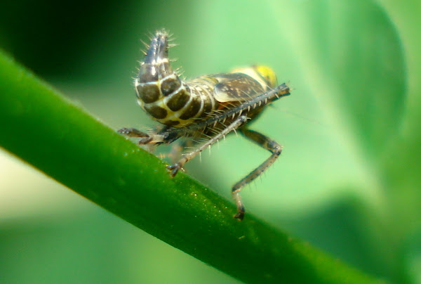 Plant hopper | Project Noah