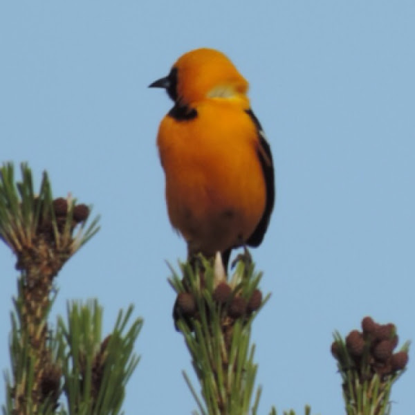 Hooded Oriole | Project Noah