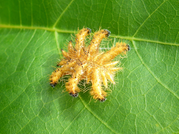 Monkey Slug | Project Noah