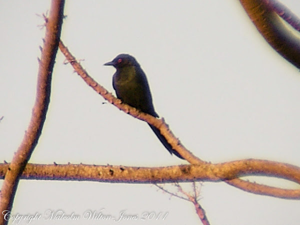 Ashy Drongo | Project Noah